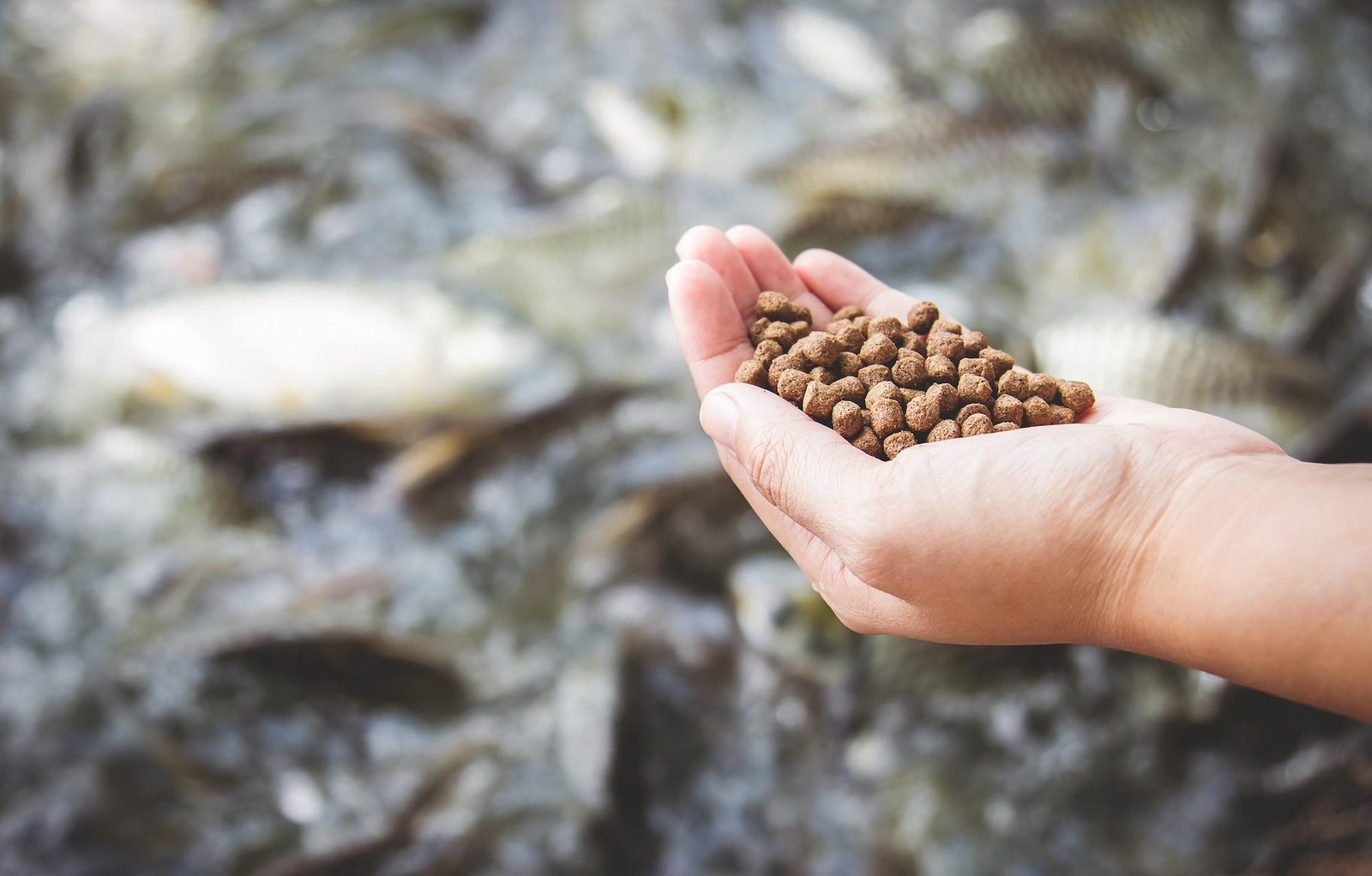 Processing Tilapia Feed with Fish Feed Pellet Making Machines - Organic ...
